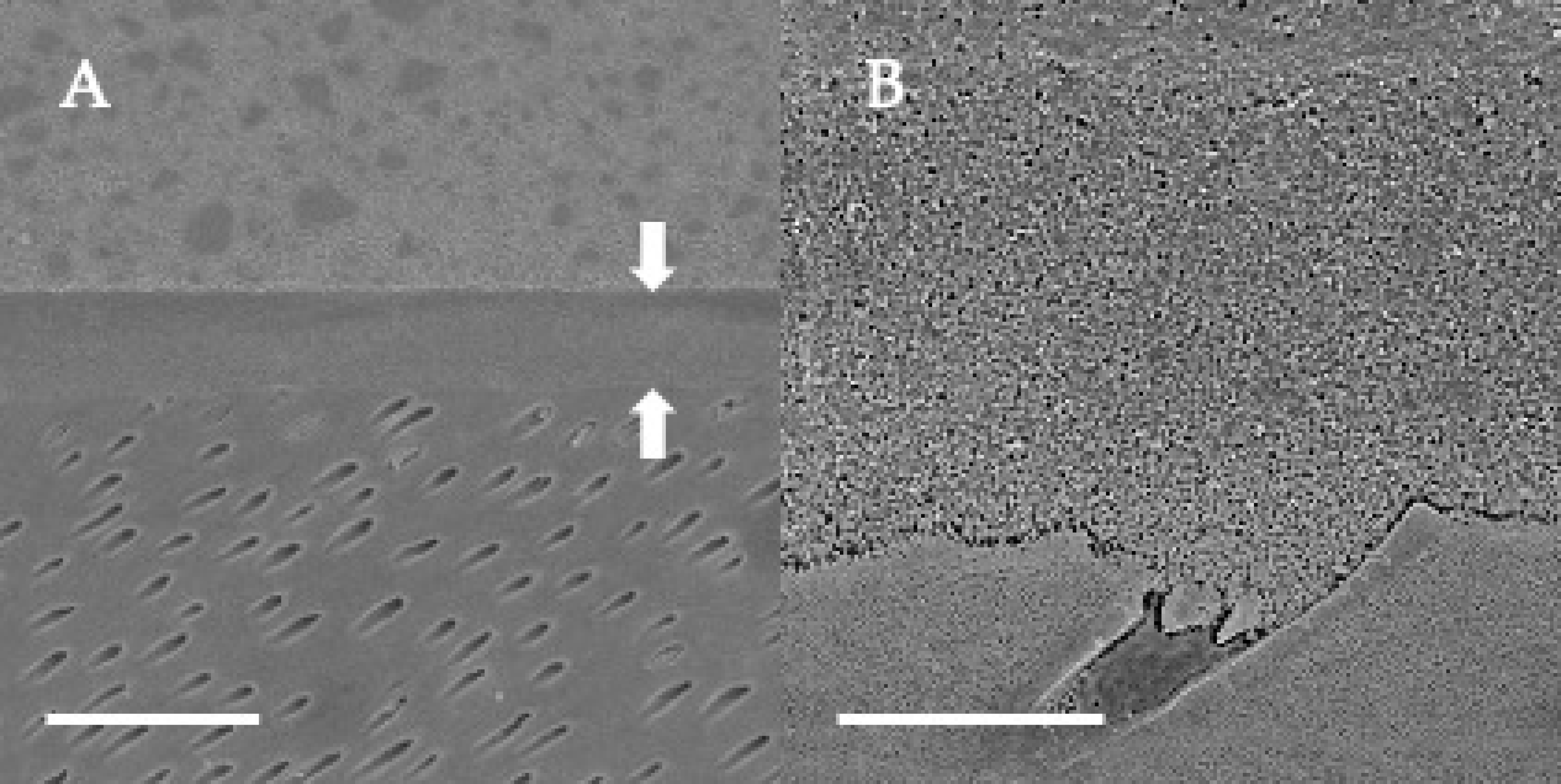 Bond Durability of Two-Step HEMA-Free Universal Adhesive