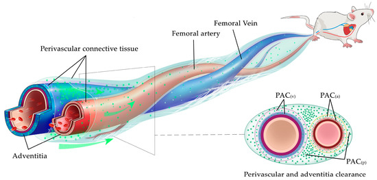 Interstitial Fluid Flows along Perivascular and Adventitial Clearances ...