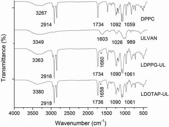 Development of Ulvan-Containing Liposomes as Antibacterial Drug ...