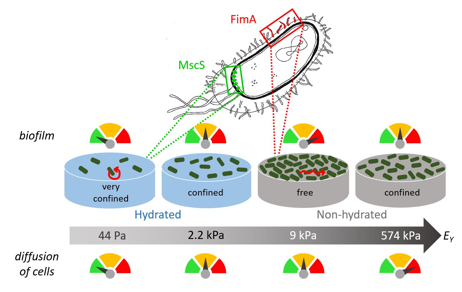 JFB | Free Full-Text | Escherichia coli Biofilm Formation, Motion and ...