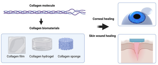 JFB | Free Full-Text | Collagen as a Biomaterial for Skin and Corneal ...