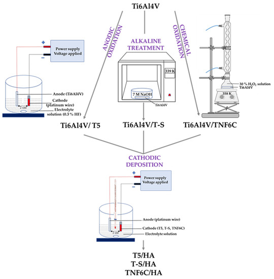 JFB | Free Full-Text | TiO2/HA and Titanate/HA Double-Layer Coatings on Ti6Al4V Surface and ...