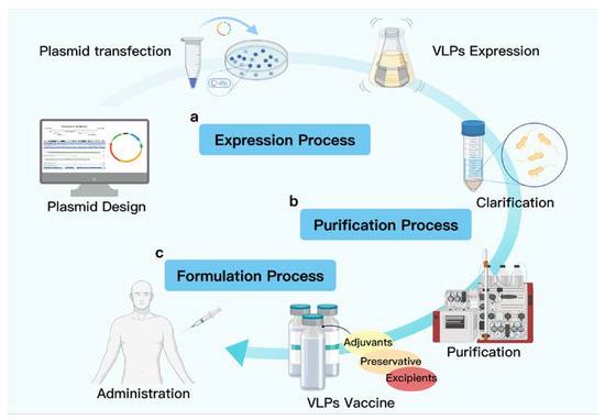 Virus-like Particles for TEM Regulation and Antitumor Therapy