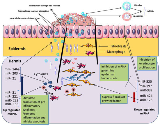 Nanoscale Topical Pharmacotherapy in Management of Psoriasis ...