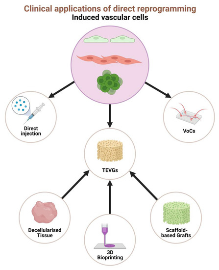 Updated Perspectives on Direct Vascular Cellular Reprogramming and ...