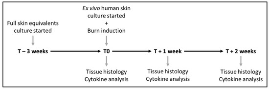 Full Skin Equivalent Models for Simulation of Burn Wound Healing ...