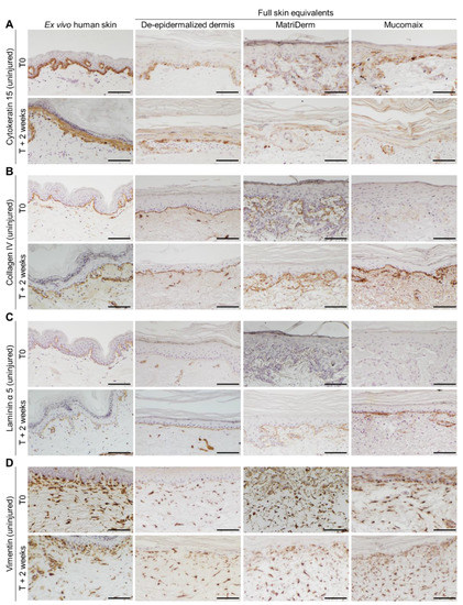 Full Skin Equivalent Models for Simulation of Burn Wound Healing ...