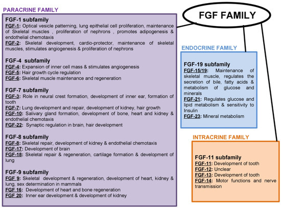 Role of FGF-18 in Bone Regeneration