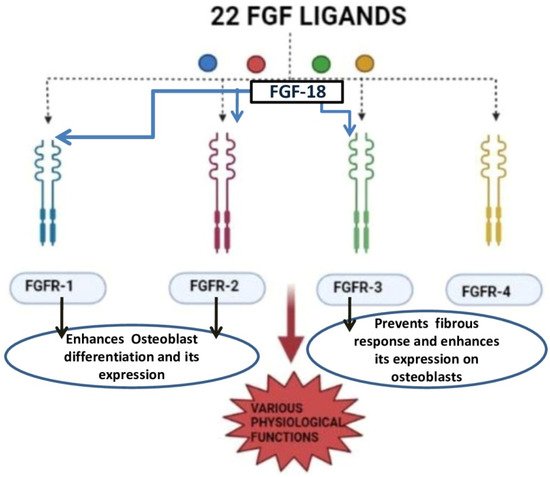 Role of FGF-18 in Bone Regeneration