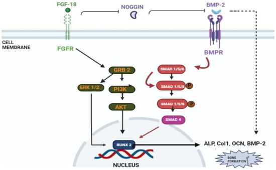Role of FGF-18 in Bone Regeneration