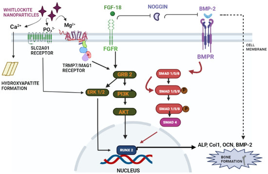 Role of FGF-18 in Bone Regeneration