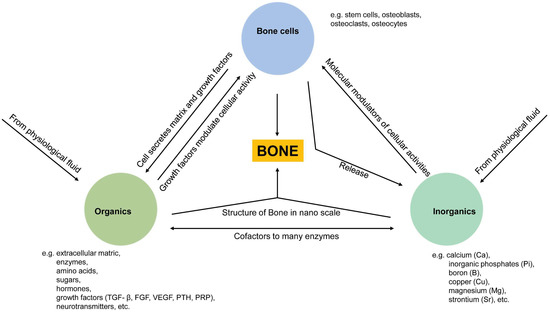 The Localized Ionic Microenvironment in Bone Modelling/Remodelling: A ...