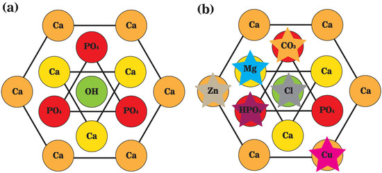 The Localized Ionic Microenvironment in Bone Modelling/Remodelling: A ...