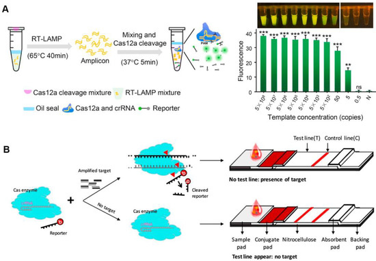 Towards Point of Care CRISPR-Based Diagnostics: From Method to Device