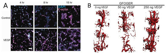 Functional Approaches in Promoting Vascularization and Angiogenesis in ...