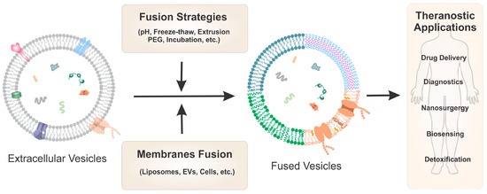 Tuning the Extracellular Vesicles Membrane through Fusion for ...