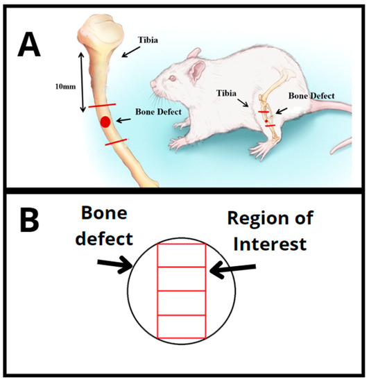 Different Species of Marine Sponges Diverge in Osteogenic Potential ...