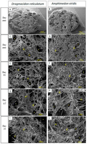 Different Species of Marine Sponges Diverge in Osteogenic Potential ...