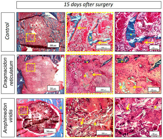 Different Species of Marine Sponges Diverge in Osteogenic Potential ...