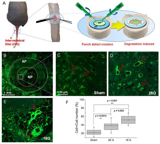 Development of a COX-2-Selective Fluorescent Probe for the Observation ...