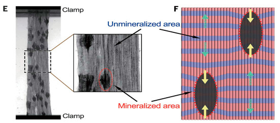 Biomechanical Characteristics and Analysis Approaches of Bone and Bone ...