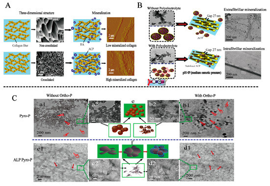 Biomechanical Characteristics and Analysis Approaches of Bone and Bone ...