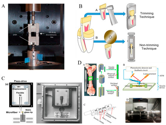 Biomechanical Characteristics and Analysis Approaches of Bone and Bone ...