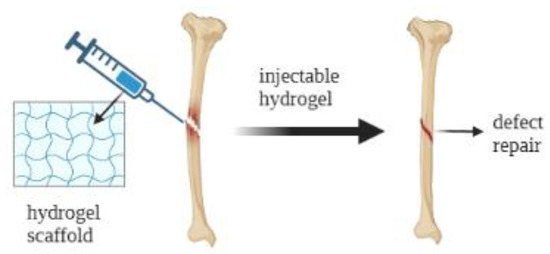 Peptide-Based Hydrogels: Template Materials for Tissue Engineering