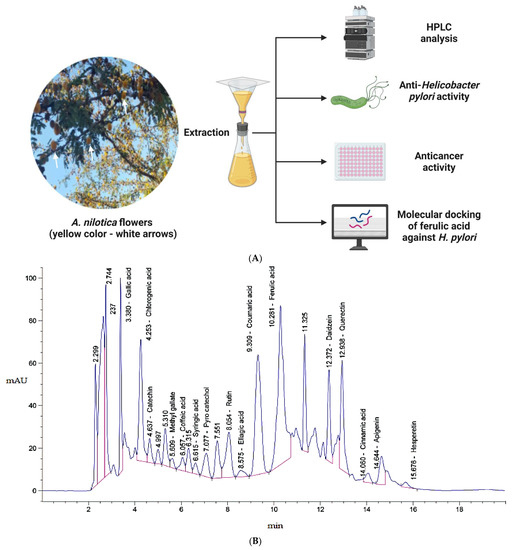 Pharmacological Evaluation of Acacia nilotica Flower Extract against ...
