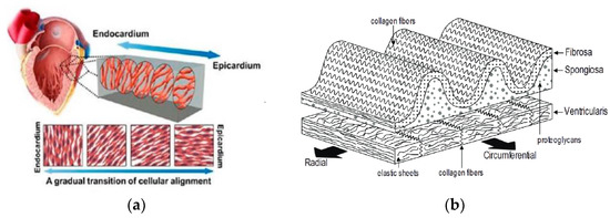 Recent Advances in Tissue-Engineered Cardiac Scaffolds—The Progress and ...