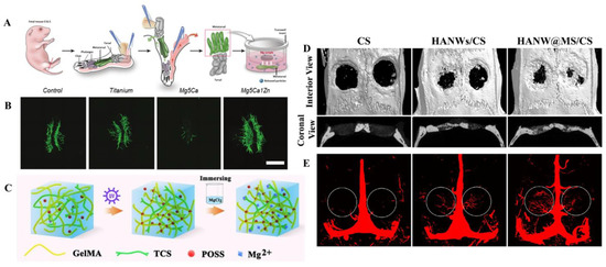 In Vitro and In Vivo Applications of Magnesium-Enriched Biomaterials ...
