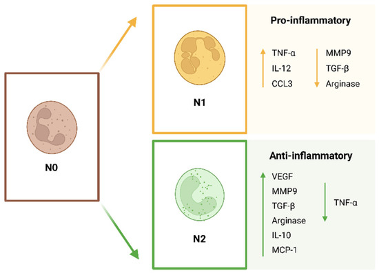 The Role of Neutrophils in Biomaterial-Based Tissue Repair—Shifting ...