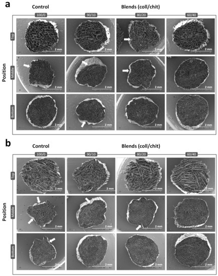 Thermoelectric Freeze-Casting of Biopolymer Blends: Fabrication and ...