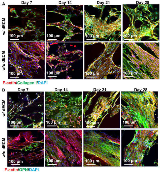 Fabrication and Evaluation of Porous dECM/PCL Scaffolds for Bone Tissue ...