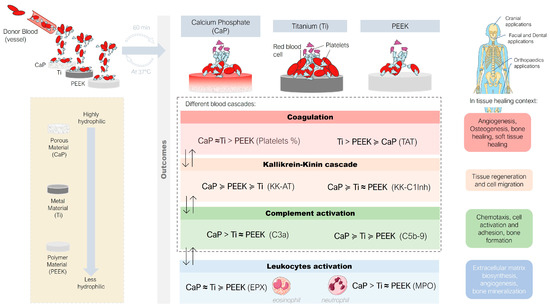 Human Whole Blood Interactions with Craniomaxillofacial Reconstruction ...