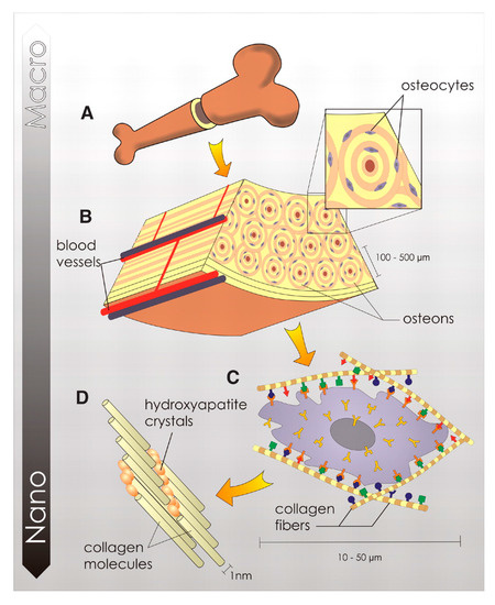 Jfb Free Full Text An Overview Of Magnesium Phosphate Based Cements
