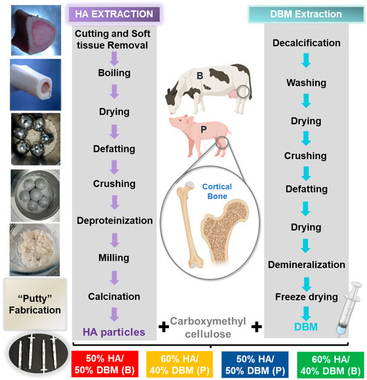 A Comparative Study of HA/DBM Compounds Derived from Bovine and Porcine ...