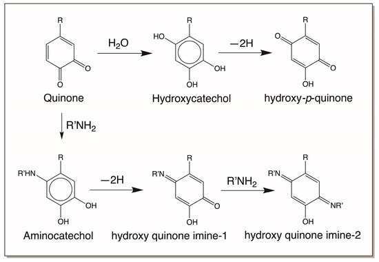 Catecholamine Derivatives as Novel Crosslinkers for the Synthesis of ...