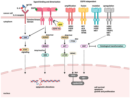 Targeted EGFR Nanotherapy in Non-Small Cell Lung Cancer