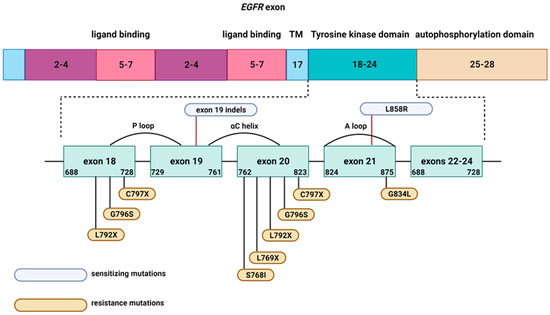 JFB | Free Full-Text | Targeted EGFR Nanotherapy in Non-Small Cell Lung ...