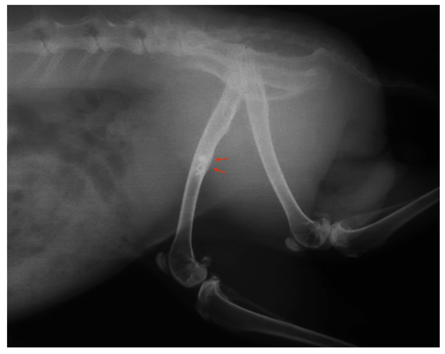JFB | Free Full-Text | Are Absorbable Plates More Resistant to ...
