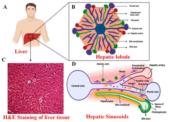 Decellularization Techniques for Tissue Engineering: Towards ...