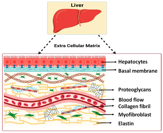 JFB | Free Full-Text | Decellularization Techniques for Tissue Engineering: Towards Replicating ...