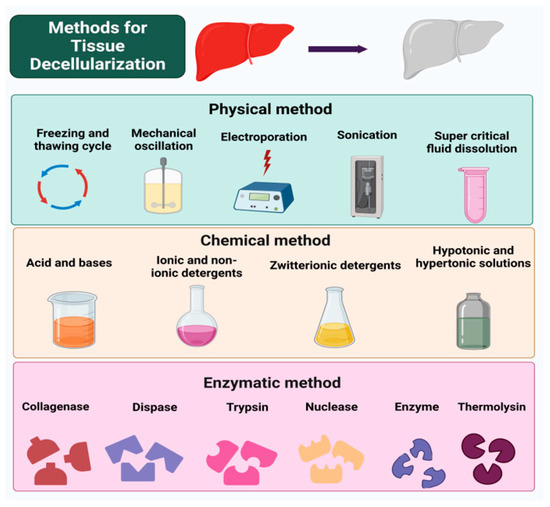 Decellularization Techniques for Tissue Engineering: Towards ...