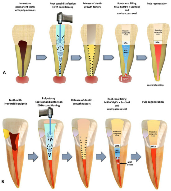 Advancing Dentistry through Bioprinting: Personalization of Oral Tissues