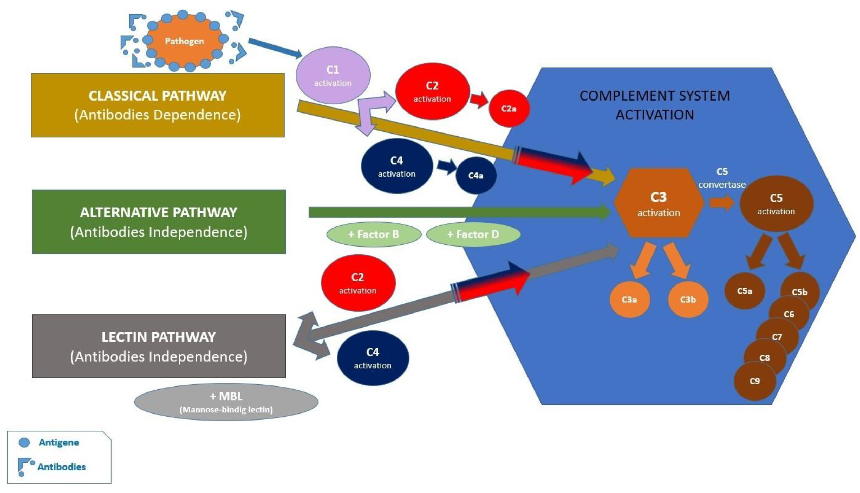 Biomaterials Functionalized with Inflammasome Inhibitors—Premises and ...