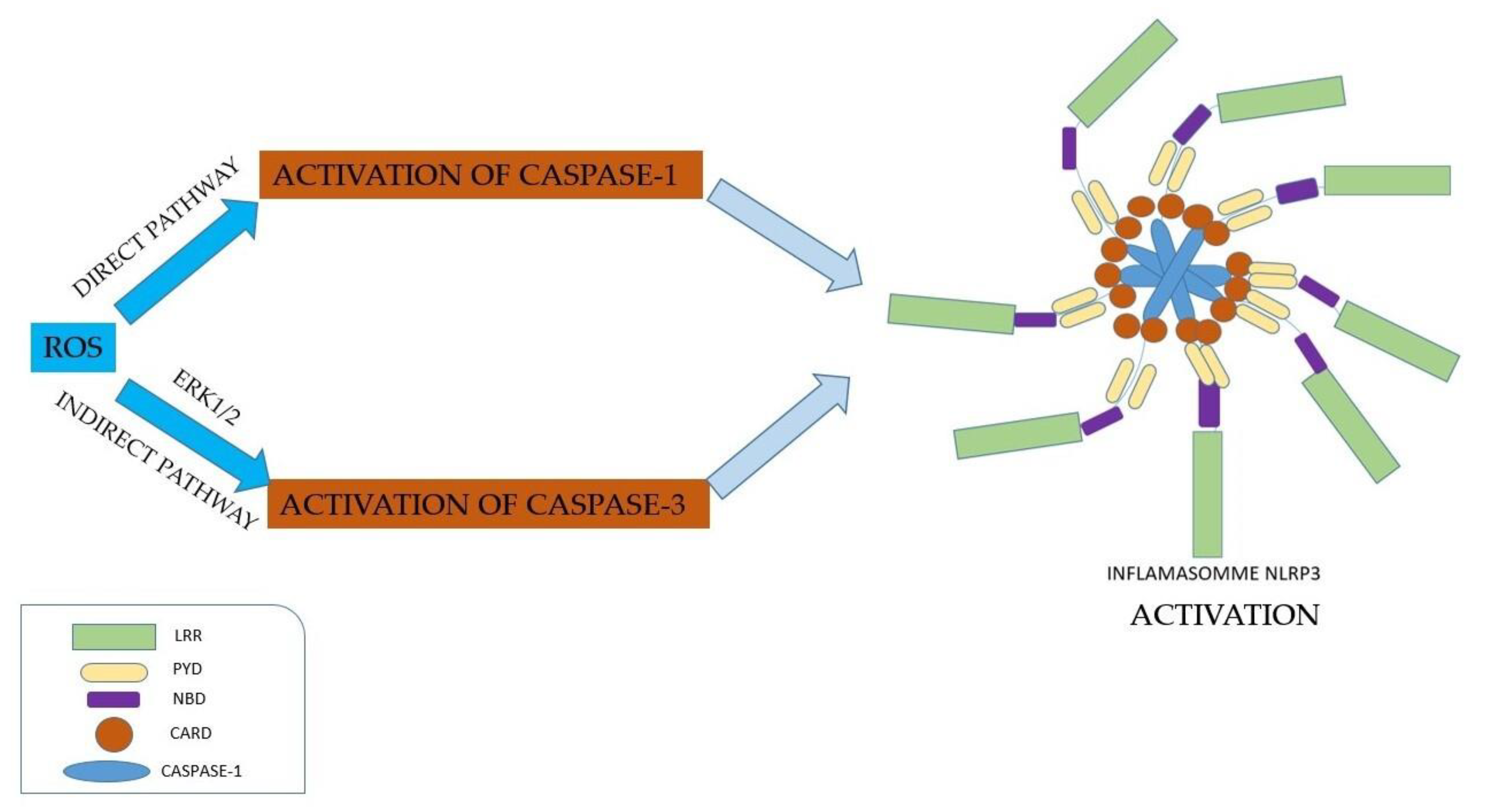 Biomaterials Functionalized with Inflammasome Inhibitors—Premises and ...