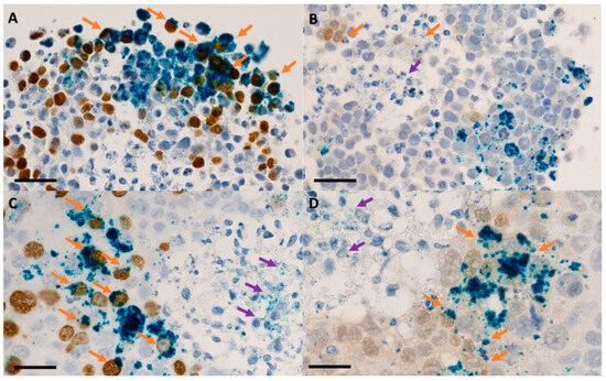 Unveiling Nanoparticles: Recent Approaches in Studying the ...
