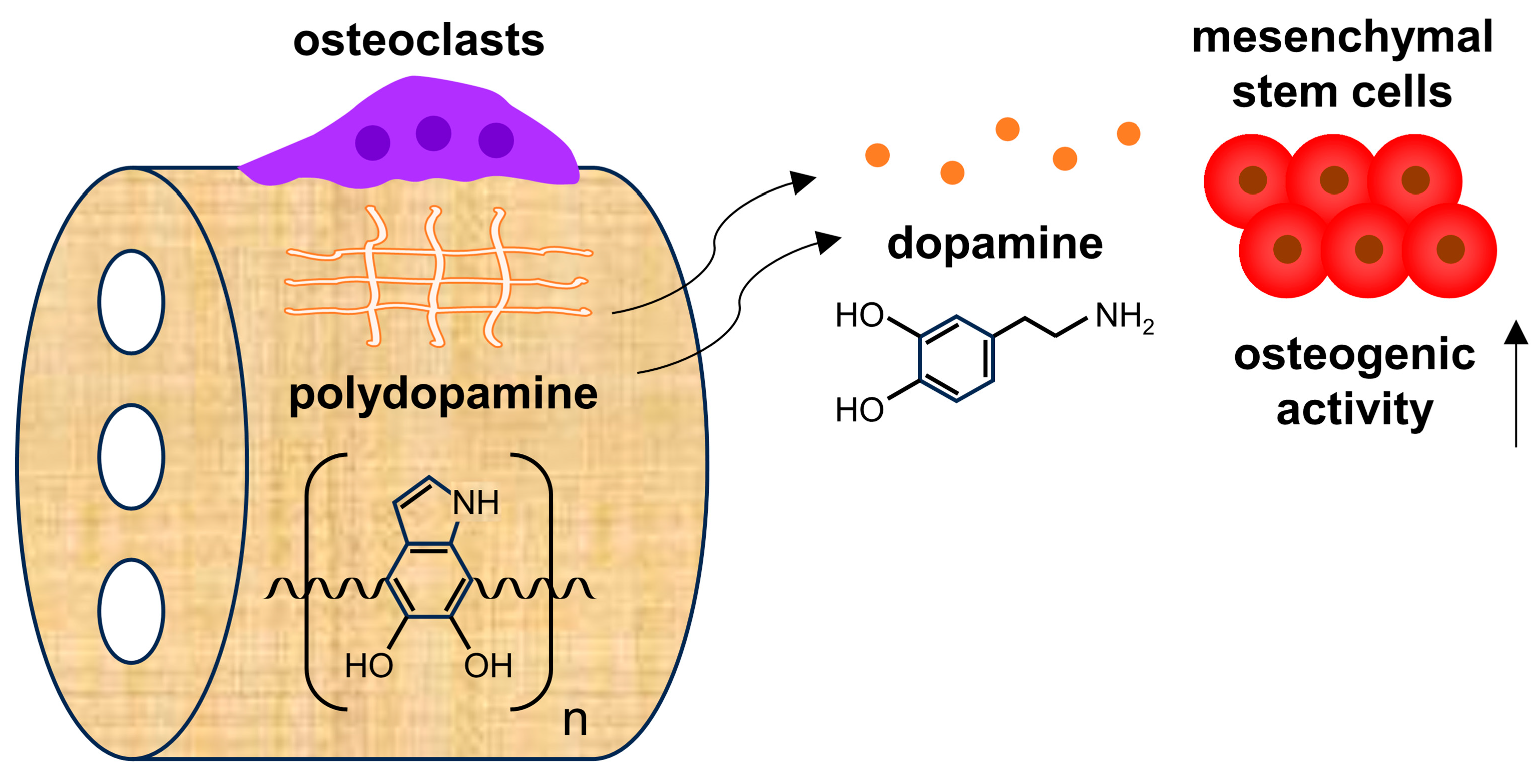 Osteoclast-Driven Polydopamine-to-Dopamine Release: An Upgrade Patch ...