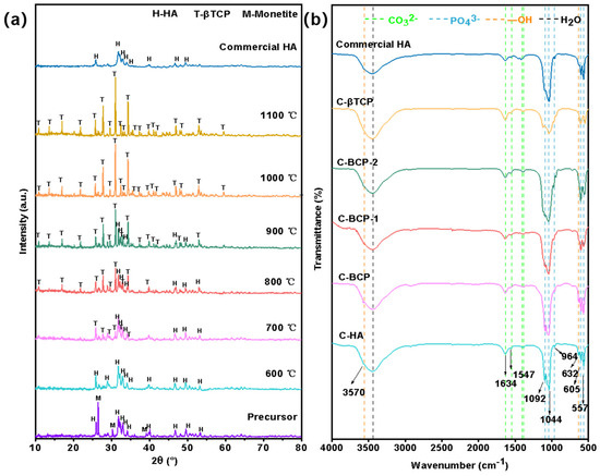 Cuttlefish Bone-Derived Calcium Phosphate Bioceramics Have Enhanced Osteogenic Properties
